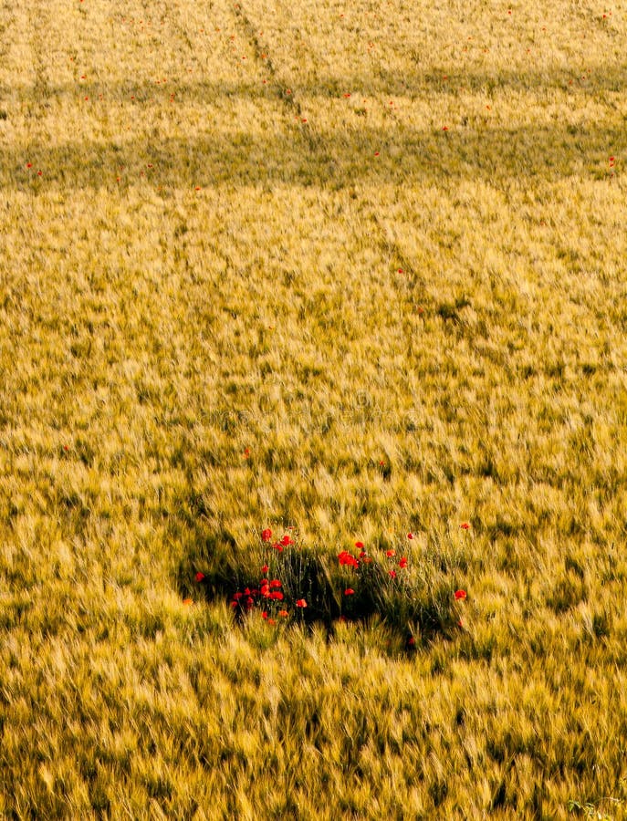 Poppys island stock photo. Image of green, poppies, cultivation - 25195762