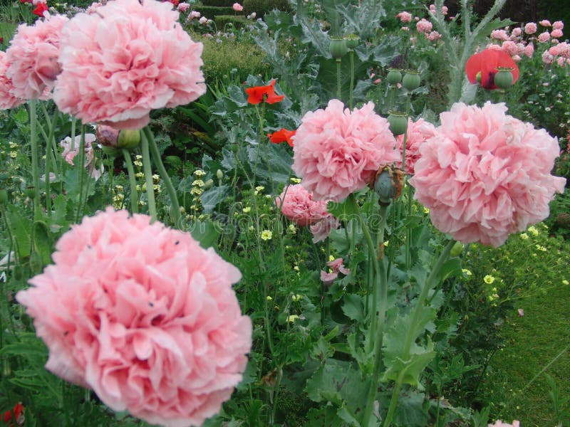 Poppys rose image stock. Image du fleurs, jardin, pavot - 151312303