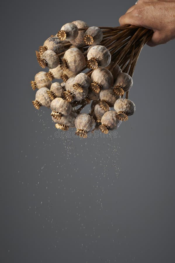 Poppyseeds stock photo. Image of garden, opiate, seed - 26918702