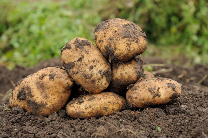 Poptato stock photo. Image of field, harvesting, green - 34338624