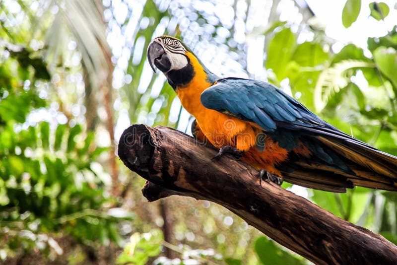 Popugay stock image. Image of bird, summer, rain, sitting - 68155835