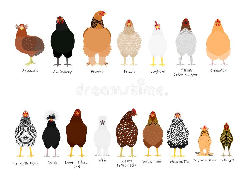 16 Popular Chicken Breeds Bundle Stock Image - Illustration of duccle ...