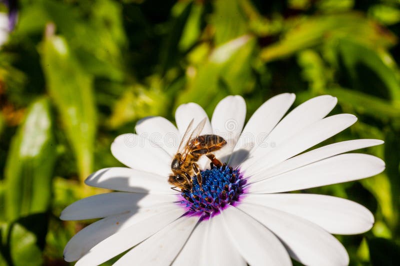 Popular Flower the Pretty Daisy Stock Photo - Image of gerbera, florets ...