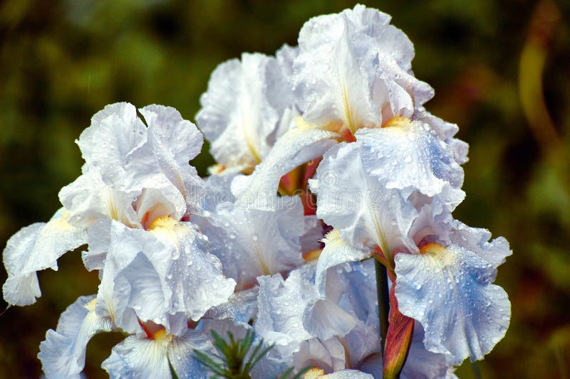 This Popular Iris Never Disappoints with Its Big, White Flowers Putting ...