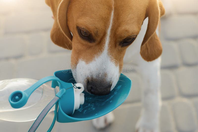 Popular Pet Dog Beagle Drinks Water Stock Photo - Image of brown ...