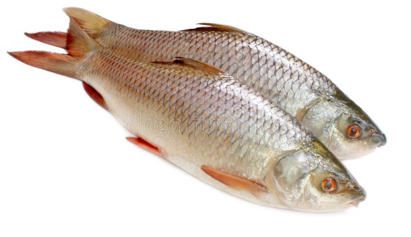Popular Rohu or Rohit Fish of Indian Subcontinent Stock Image - Image ...