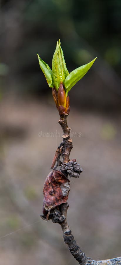 Popular this spring stock image. Image of spring, life - 218941171