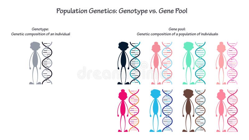 Population Genetics Genotype Versus Gene Pool Vector Infographic Stock ...