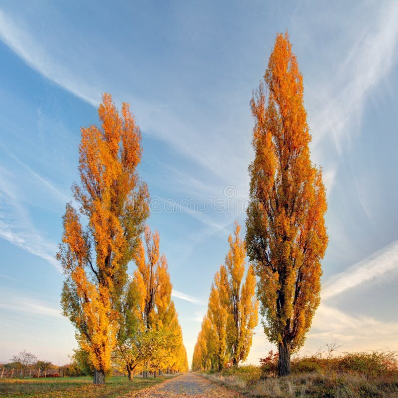 De Boom van de populier stock afbeelding. Image of daling - 15927499