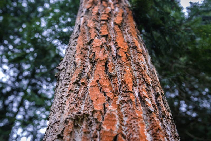 Populier stock foto. Image of regenachtig, weer, populier - 21665126