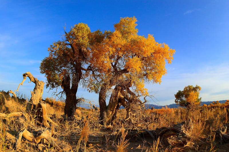 Populus stock image. Image of trees, color, shrubland - 27702055