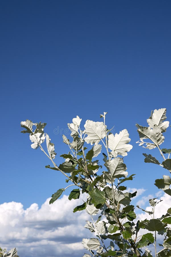 Populus Alba Branch Close Up Stock Photo - Image of foliage, leaf ...