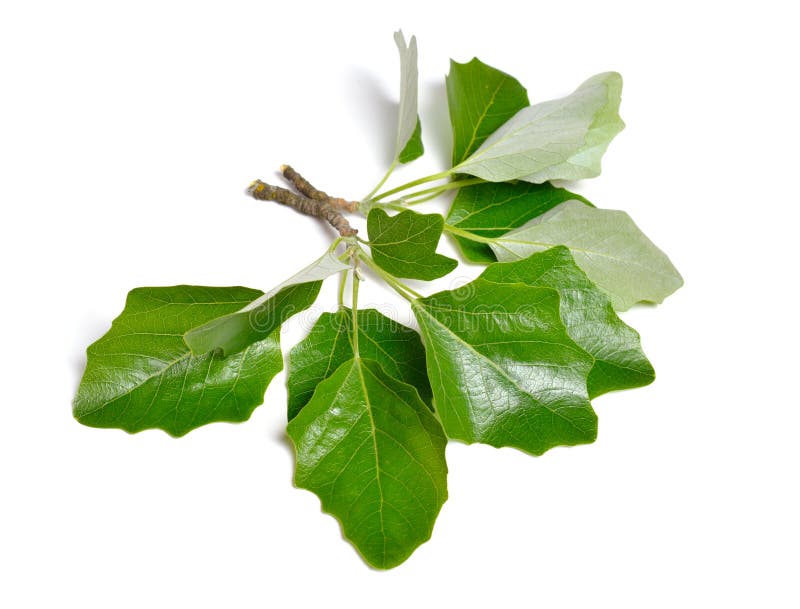 Populus Alba, Commonly Called Silver Poplar, Silverleaf Poplar, or ...