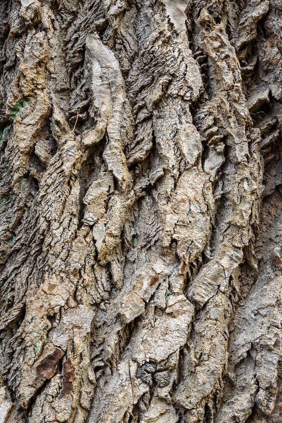 Populus alba tree bark stock photo. Image of wood, abstract - 284855148