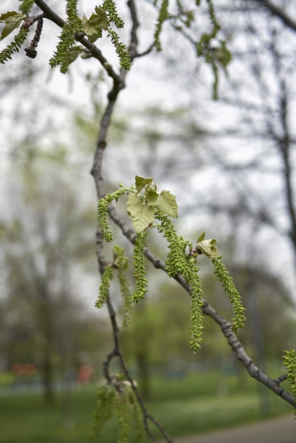 Populus alba tree in bloom stock photo. Image of springtime - 177840248