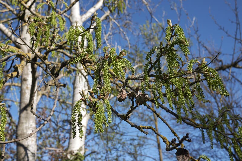152 Populus Alba Flower Stock Photos - Free & Royalty-Free Stock Photos ...