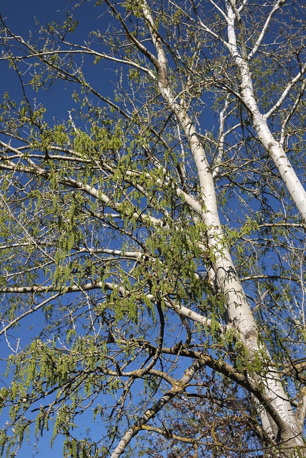 152 Populus Alba Flower Stock Photos - Free & Royalty-Free Stock Photos ...