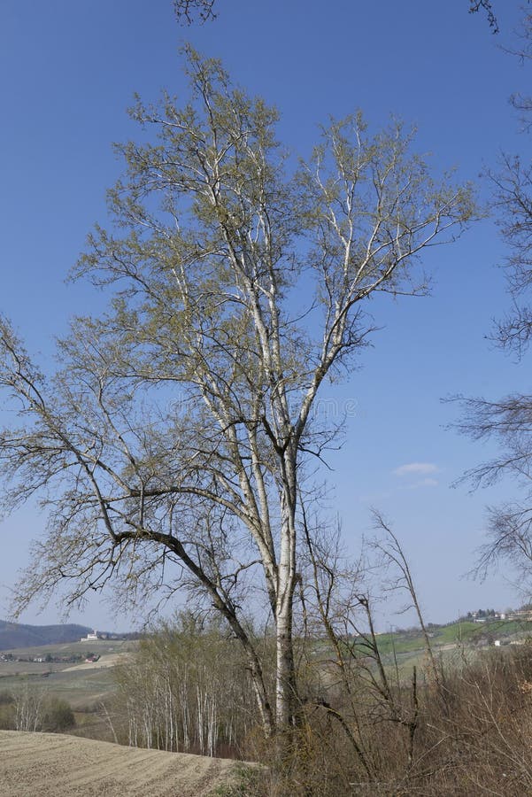Populus alba tree stock image. Image of bark, fresh - 262943803