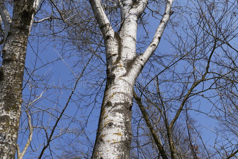 Populus alba tree stock image. Image of fresh, populus - 262943791