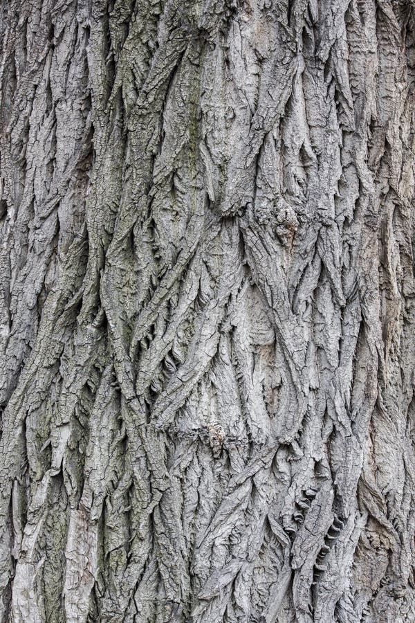 Populus bark texture stock image. Image of texture, lumber - 35062981