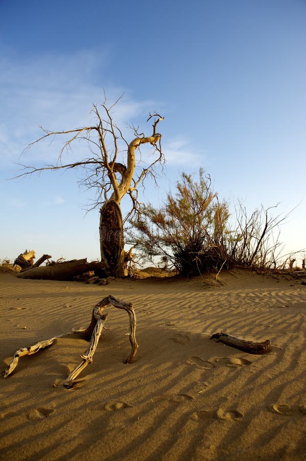 Populus Dead in the Desert. Stock Image - Image of global, deadwood ...