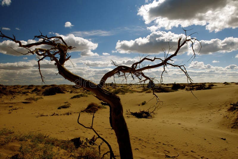Populus Dead In The Desert. Stock Photo - Image of desert, travel: 27485272