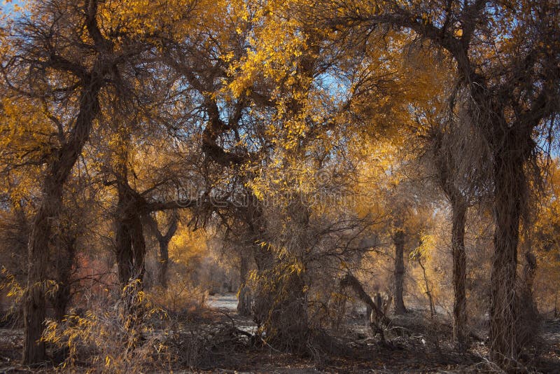 Populus euphratica stock image. Image of blue, deadwood - 15560645