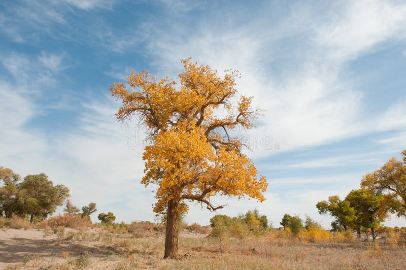 Populus euphratica editorial stock image. Image of autumn - 17426679