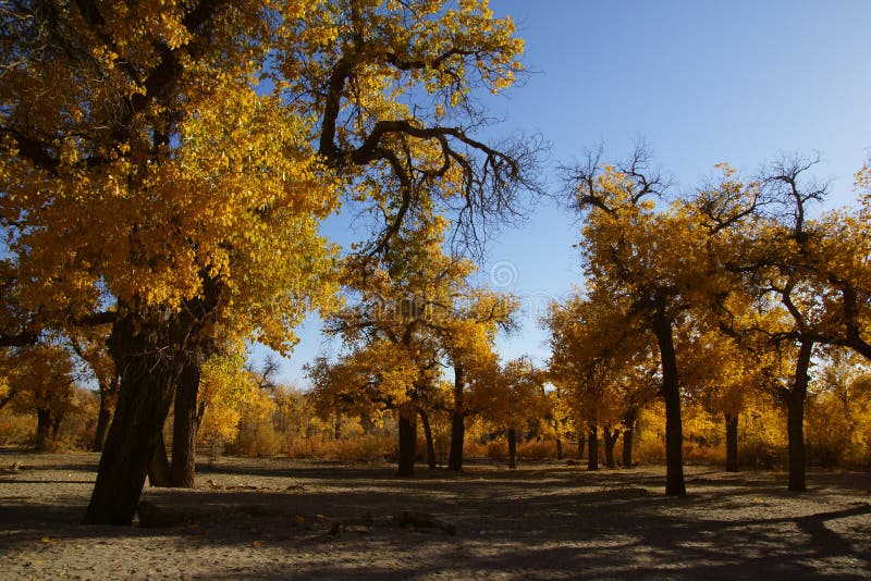 Populus euphratica stock image. Image of leaf, branch - 27359577