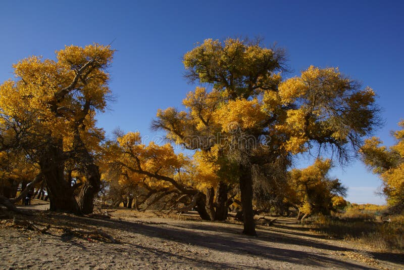 Populus euphratica stock photo. Image of beautiful, desert - 27359592