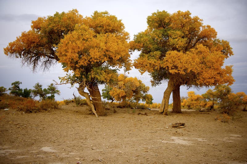 Populus euphratica stock photo. Image of strong, yang - 27361536