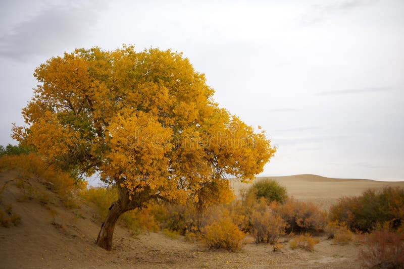 Populus euphratica stock photo. Image of mongolia, yang - 27484792