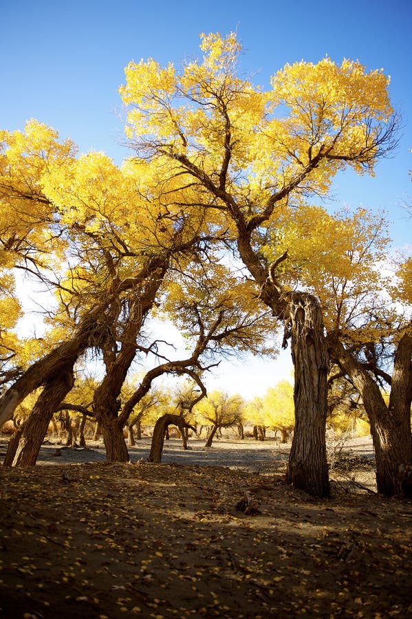 Populus euphratica stock photo. Image of mongolia, yang - 27484792