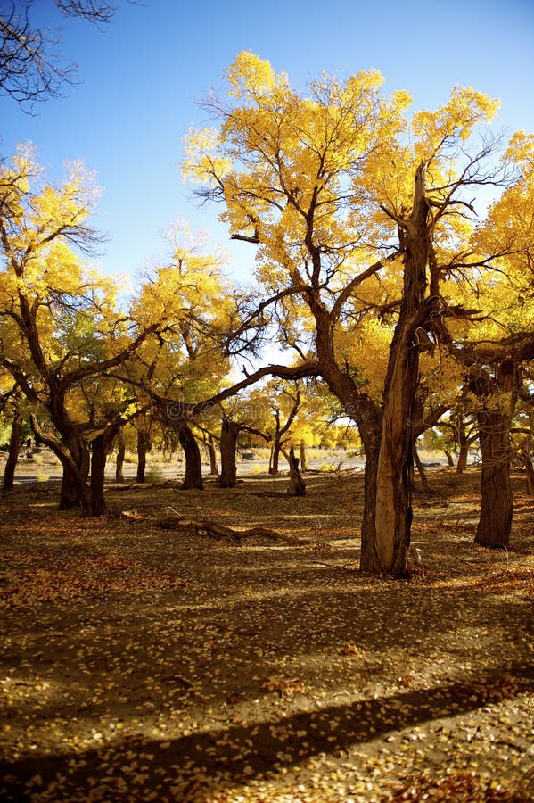 Populus euphratica stock photo. Image of mongolia, yang - 27484792