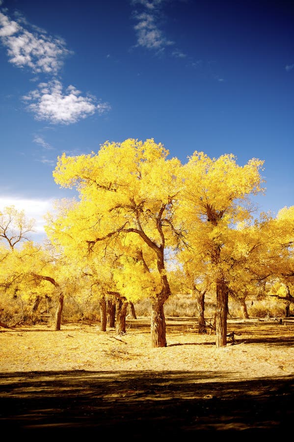 Populus euphratica stock photo. Image of mongolia, yang - 27484792