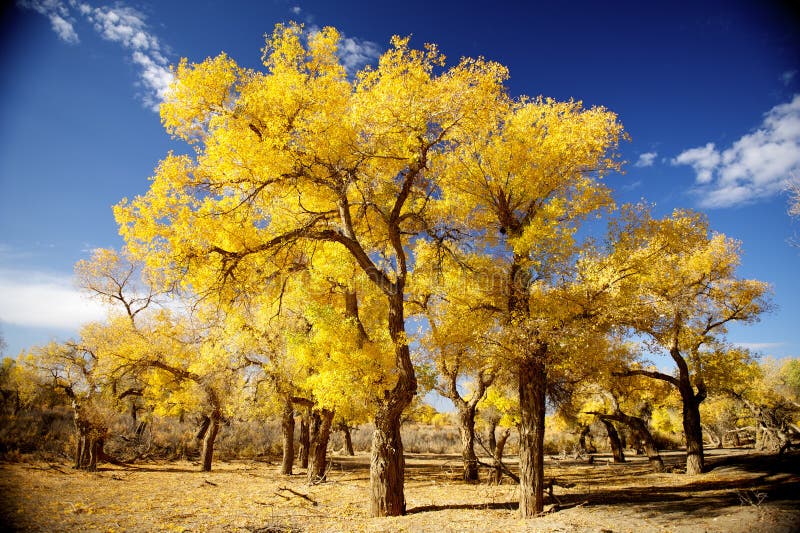 Populus euphratica stock photo. Image of mongolia, yang - 27484792