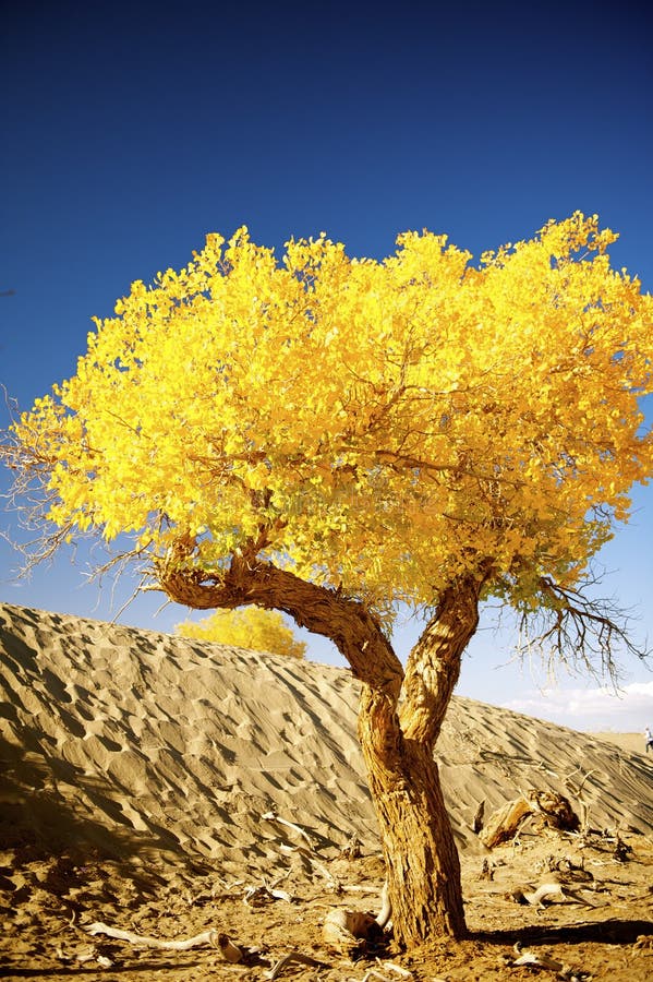 Populus euphratica stock image. Image of golden, forests - 27485433