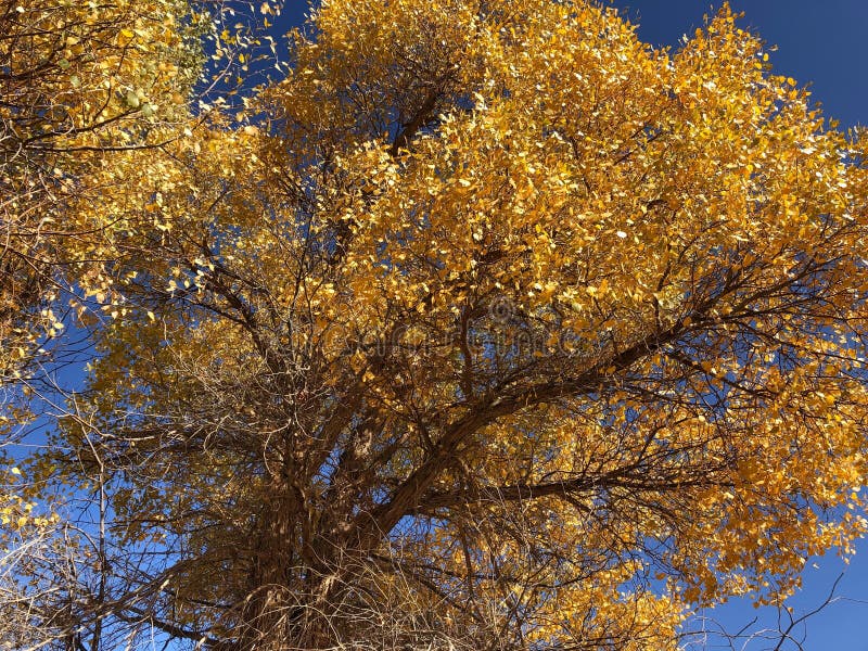 Populus euphratica stock image. Image of china, euphratica - 299842417