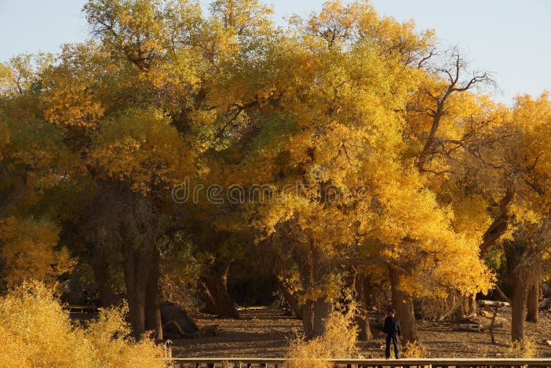Populus Euphratica: the Hero Tree in the Taklimakan Desert Editorial ...