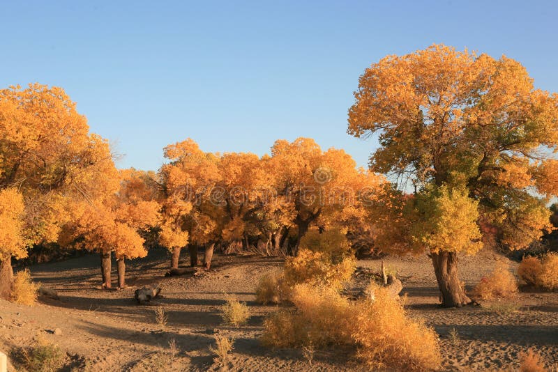 Populus euphratica stock image. Image of arid, golden - 95367481