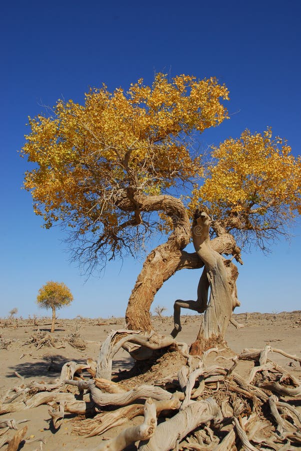 Populus euphratica stock photo. Image of mongolia, yang - 27484792