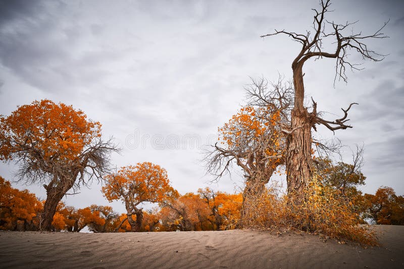 Populus Euphratica in Desert Stock Image - Image of orange, euphrates ...