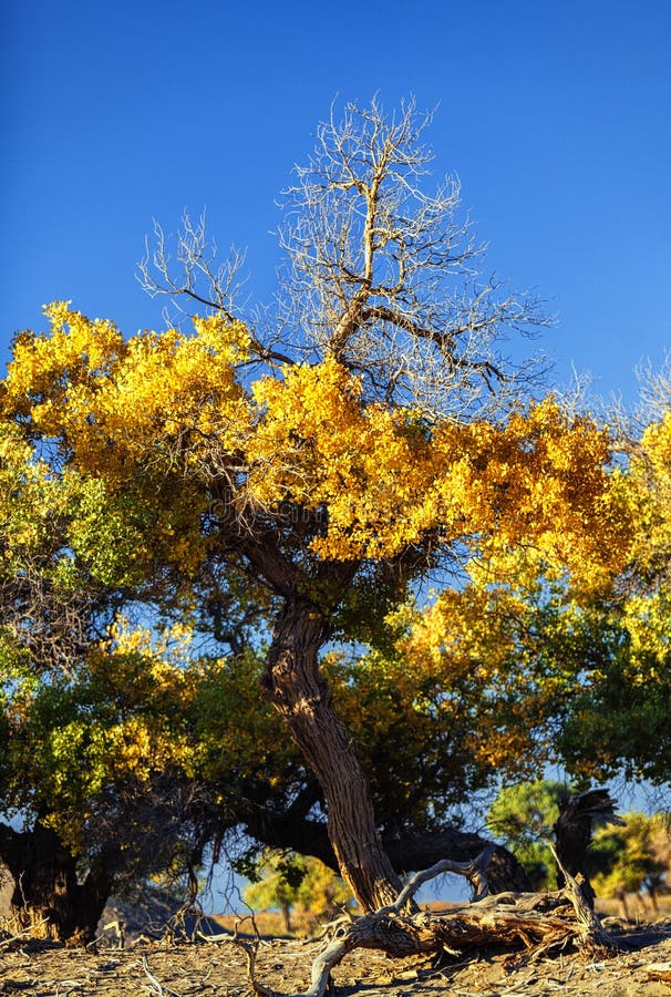 Populus euphratica stock photo. Image of yellow, texture - 80614936