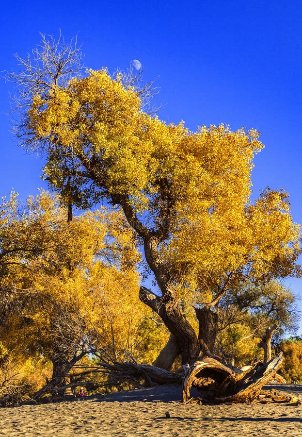 Populus Euphratica Died without Fail Stock Image - Image of outdoor ...