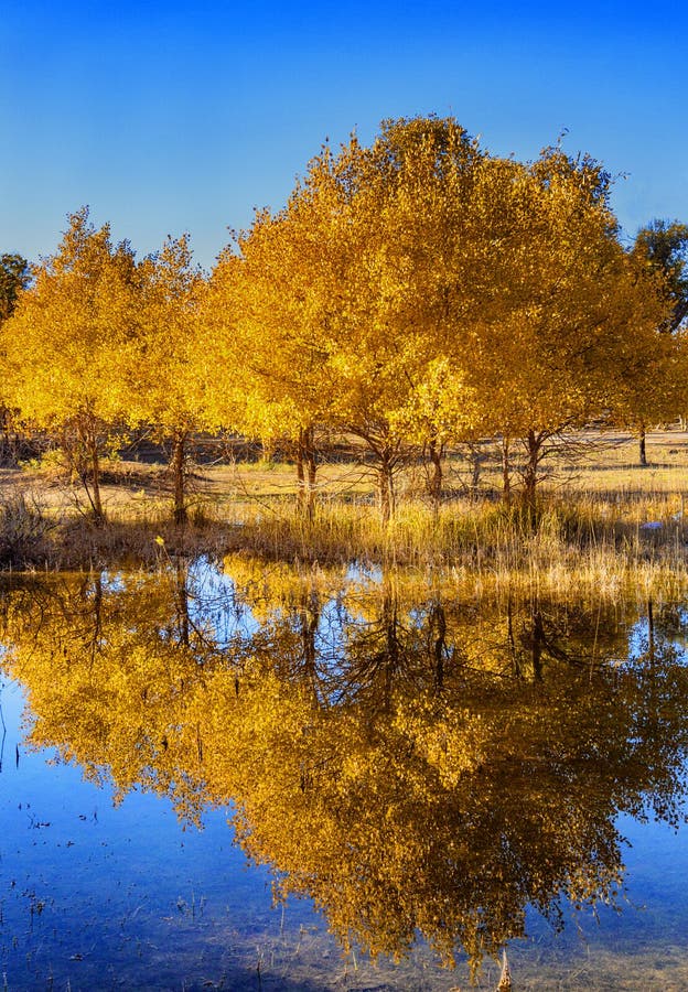 Populus euphratica stock image. Image of water, plant - 80620947