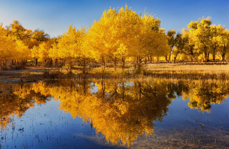 Populus euphratica stock image. Image of plant, fall - 80622545
