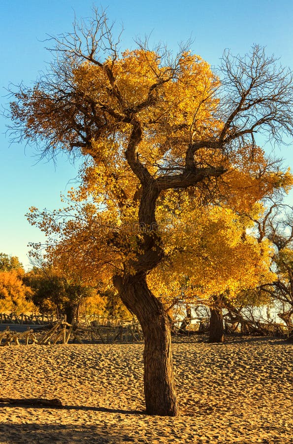 Populus euphratica stock photo. Image of natural, line - 80622672