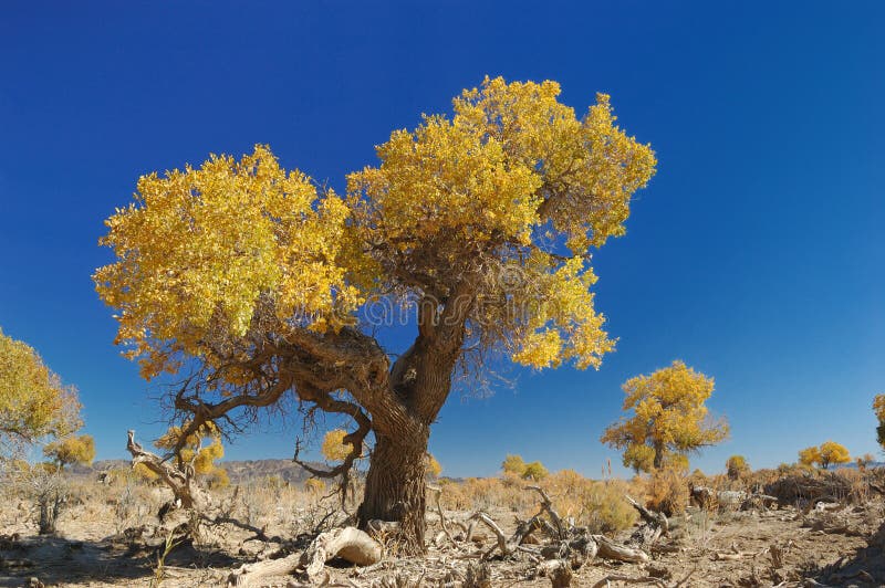 Populus Euphratica Forest stock photo. Image of fall, gorgeous - 3655206