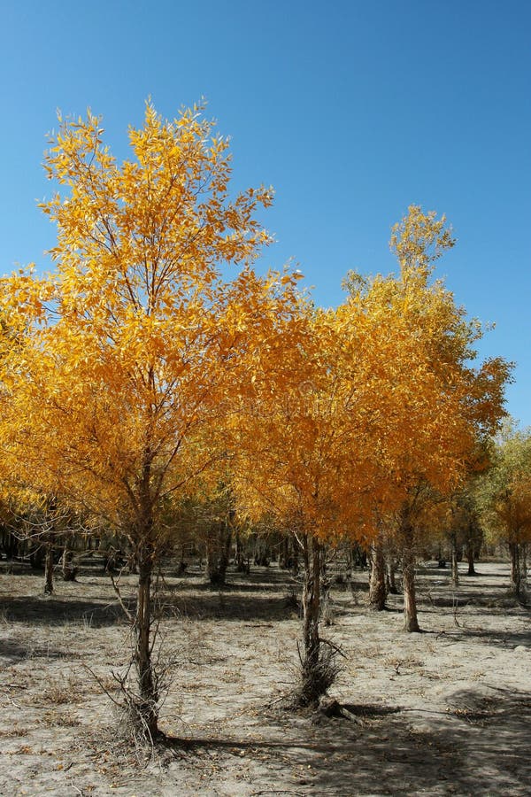 Populus euphratica forest stock photo. Image of knot, limb - 7465034