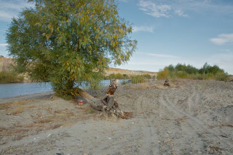 Populus euphratica stock photo. Image of sunset, tree - 55841440